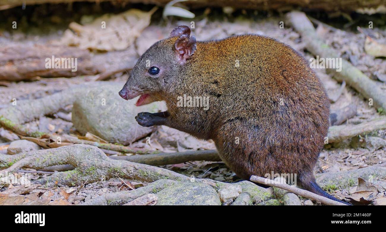 Ratten känguru -Fotos und -Bildmaterial in hoher Auflösung – Alamy