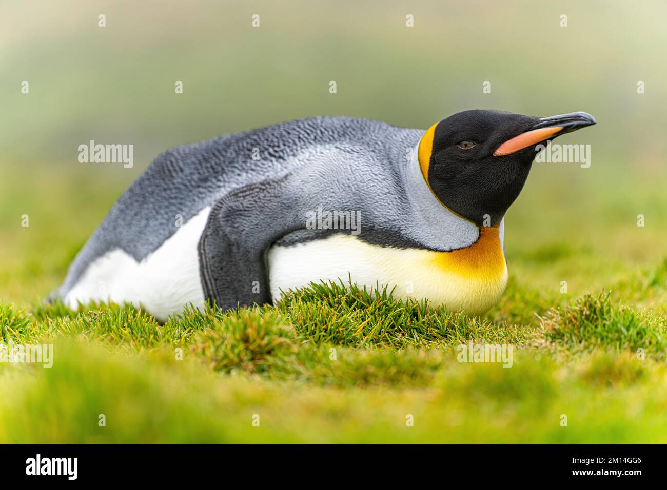 Der individuelle Königspinguin (APTENODYTES PATAGONICUS) liegt ...