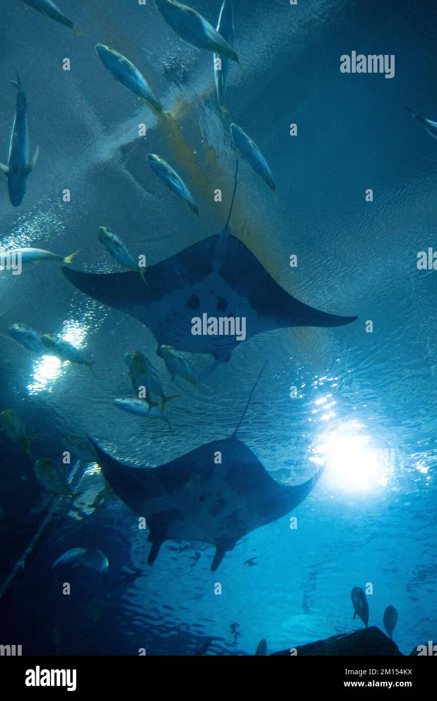 Georgia aquarium mantarochen -Fotos und -Bildmaterial in hoher ...