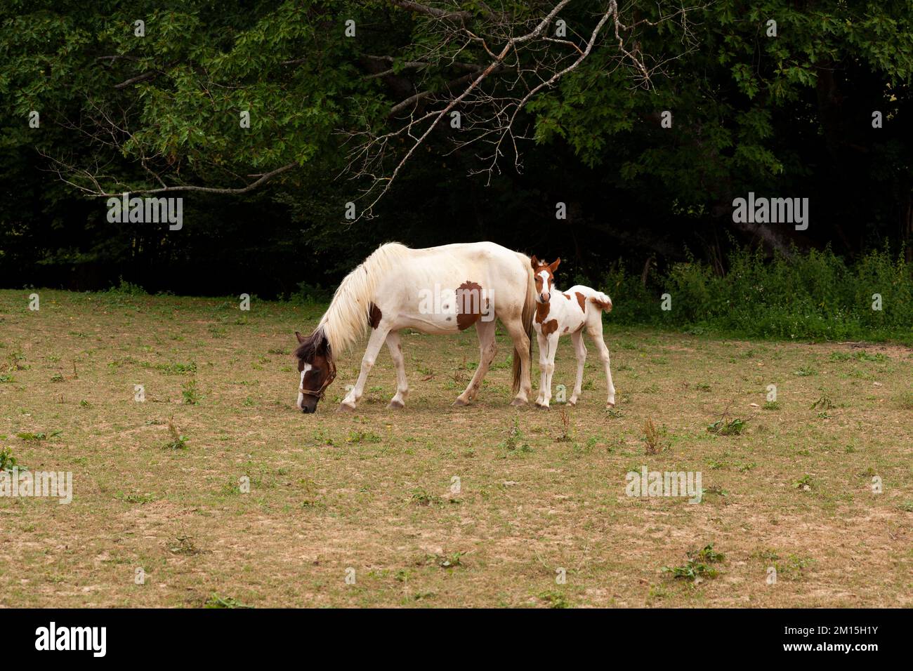 Weiße Stute mit Fohlen, die auf einem Grasfeld auf der französischen ...
