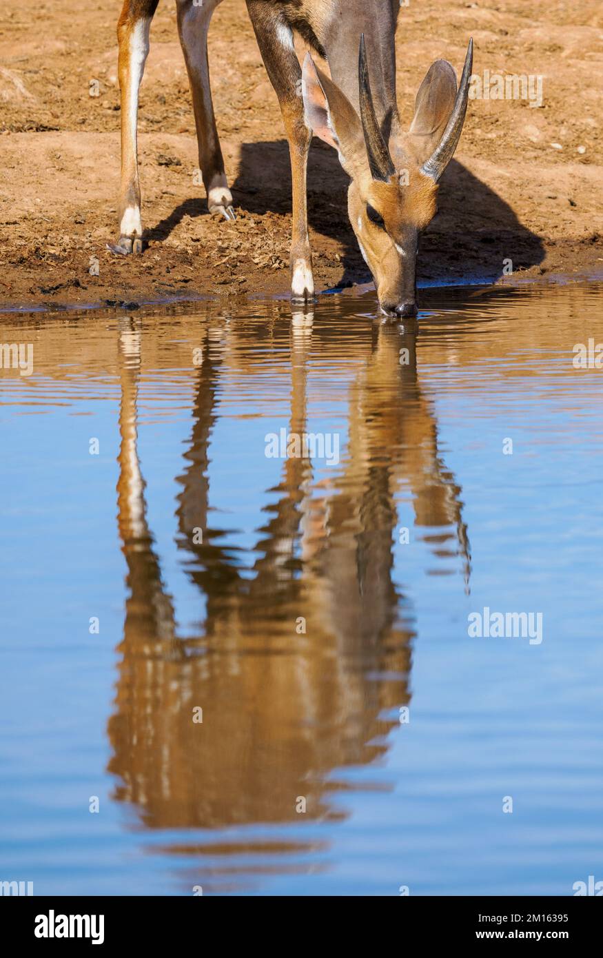 Junger männlicher Lesser Kudu Tragelaphus imberbis eine Art Antilope ...