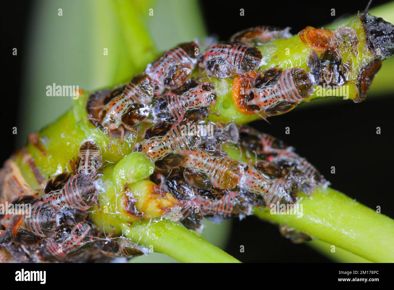 Pear psylla -Fotos und -Bildmaterial in hoher Auflösung – Alamy