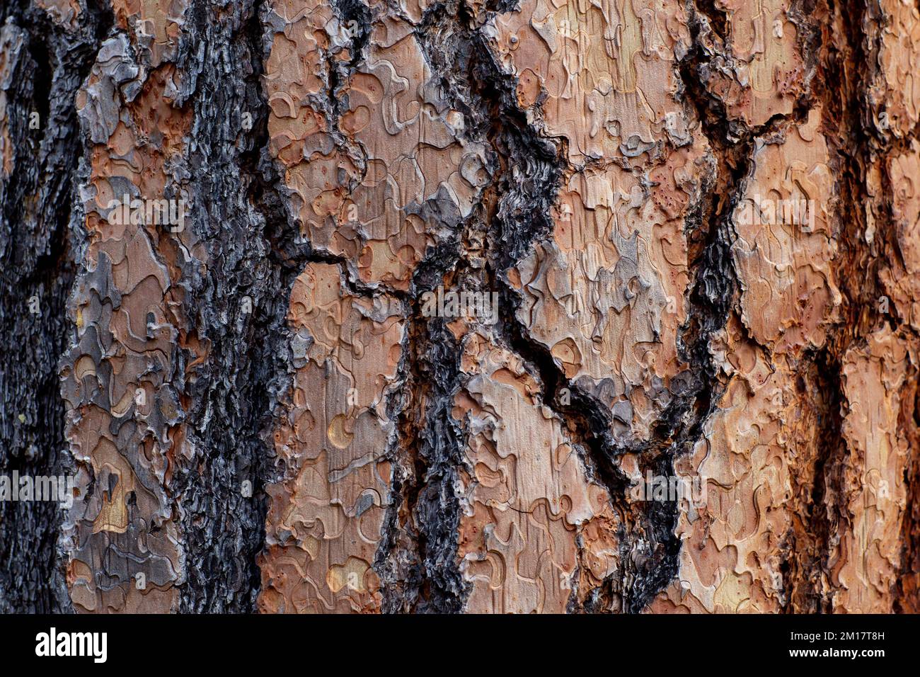 Die Rinde auf einer Ponderosa Pine, Pinus ponderosa subsp. ponderosa ...