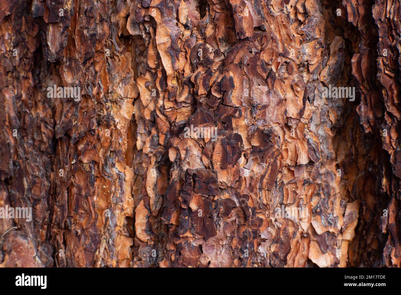 Die Rinde auf einer Ponderosa Pine, Pinus ponderosa subsp. ponderosa ...