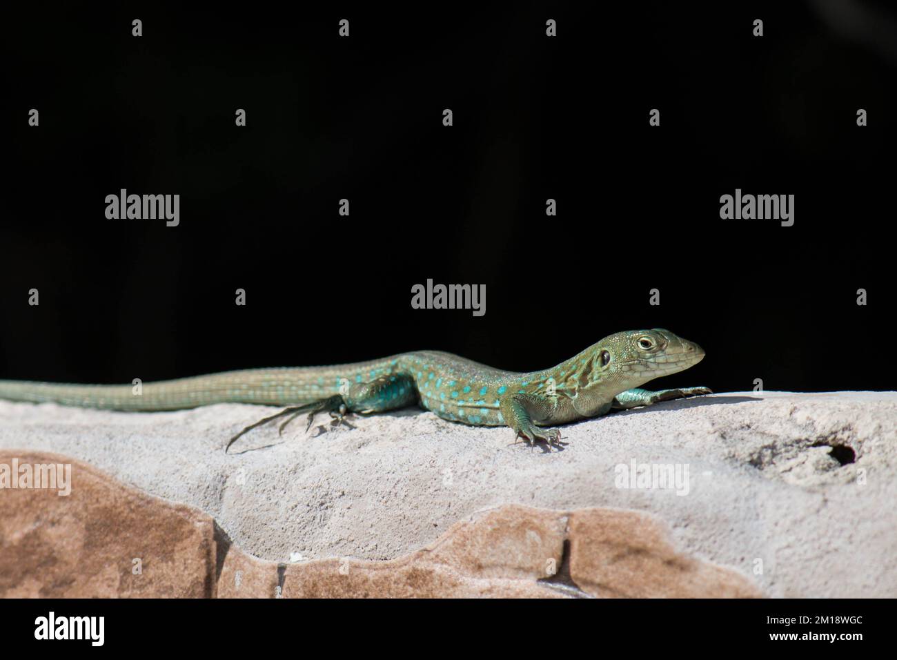 Kododo blauw -Fotos und -Bildmaterial in hoher Auflösung – Alamy