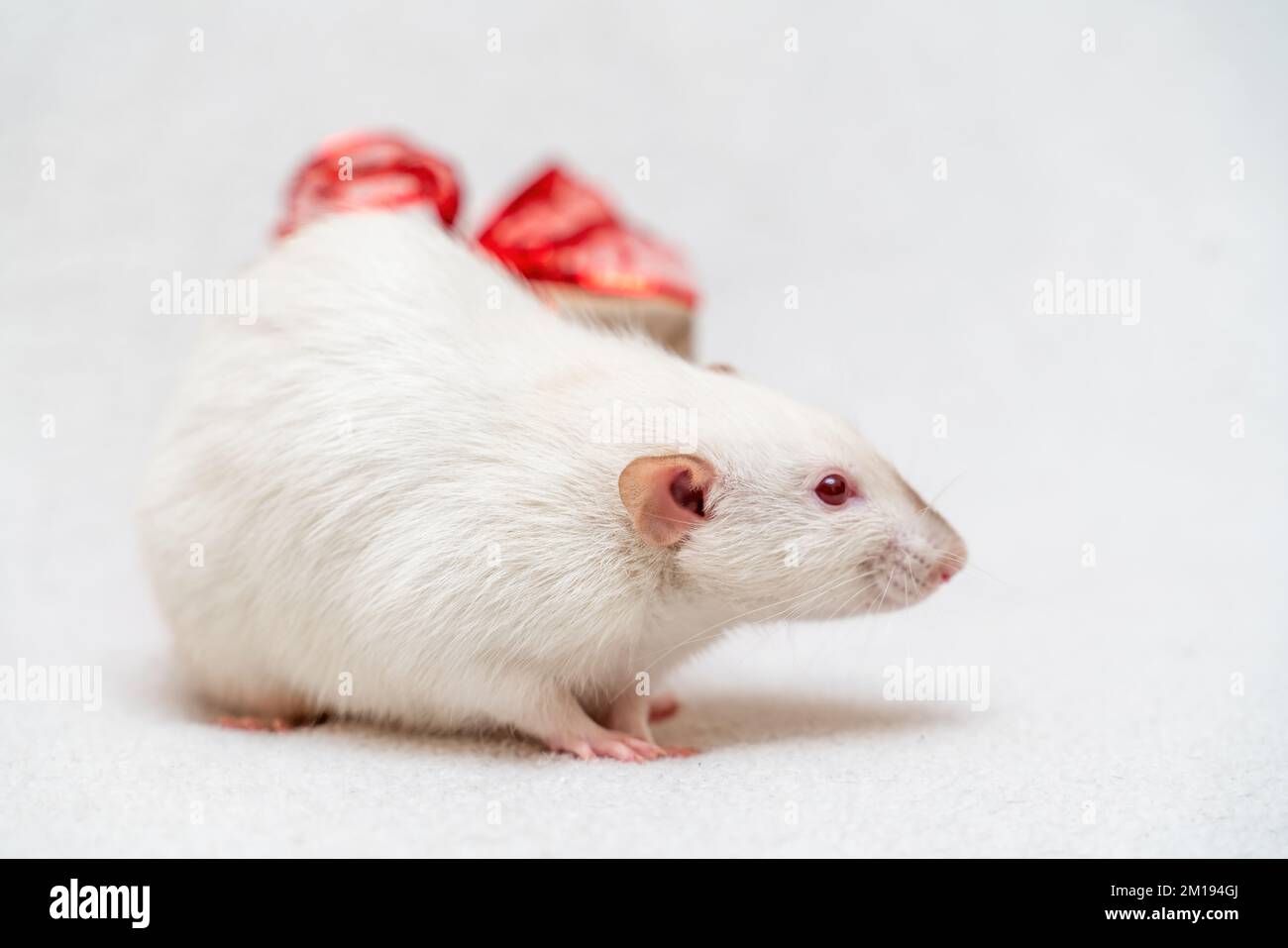 Weiße ratte -Fotos und -Bildmaterial in hoher Auflösung – Alamy