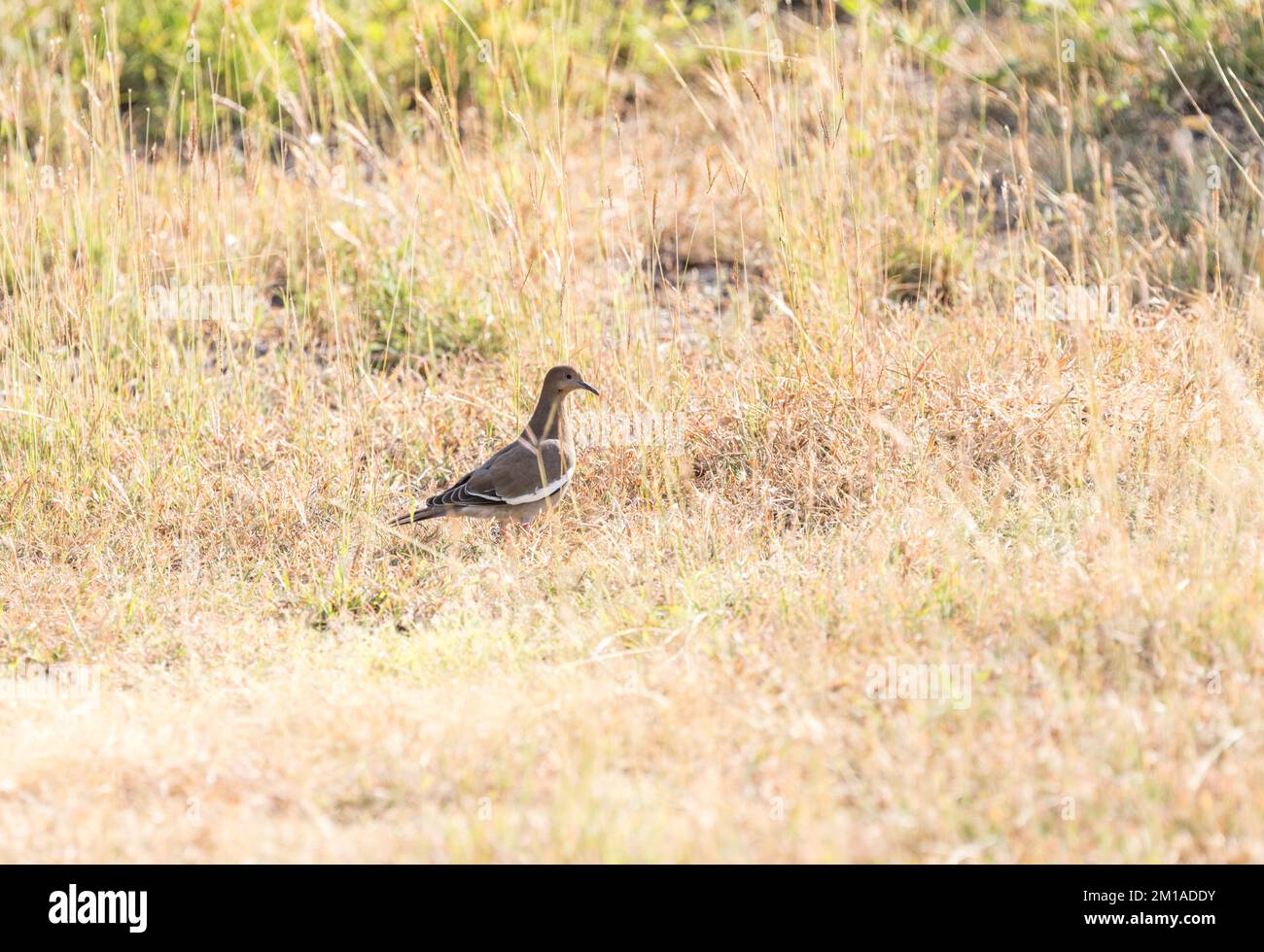 Paloma aliblanca -Fotos und -Bildmaterial in hoher Auflösung – Alamy