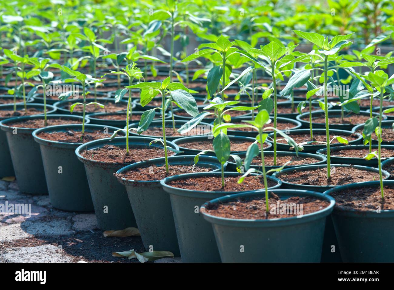 Amaranth sämlinge -Fotos und -Bildmaterial in hoher Auflösung – Alamy
