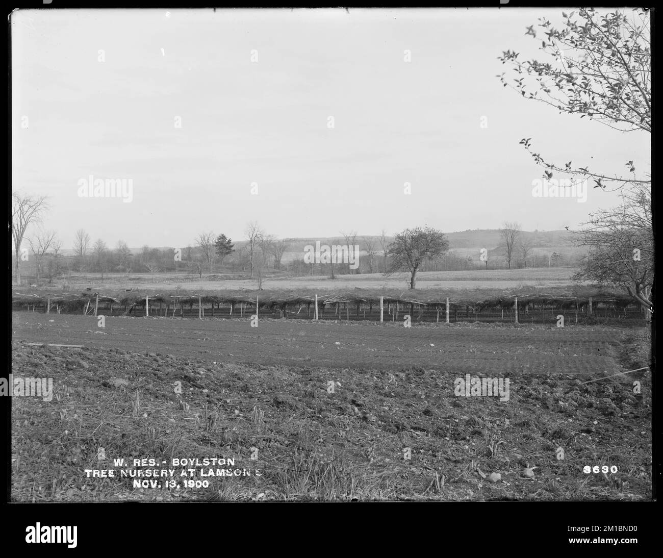 Wachusett Reservoir, Tree Nursery at Lamson's, Boylston, Mass., 13 ...