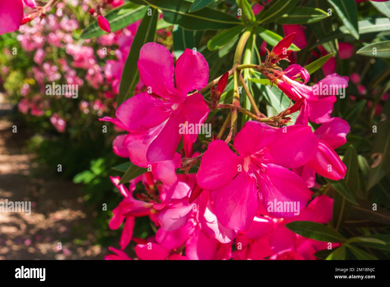 Azalee rosse -Fotos und -Bildmaterial in hoher Auflösung – Alamy