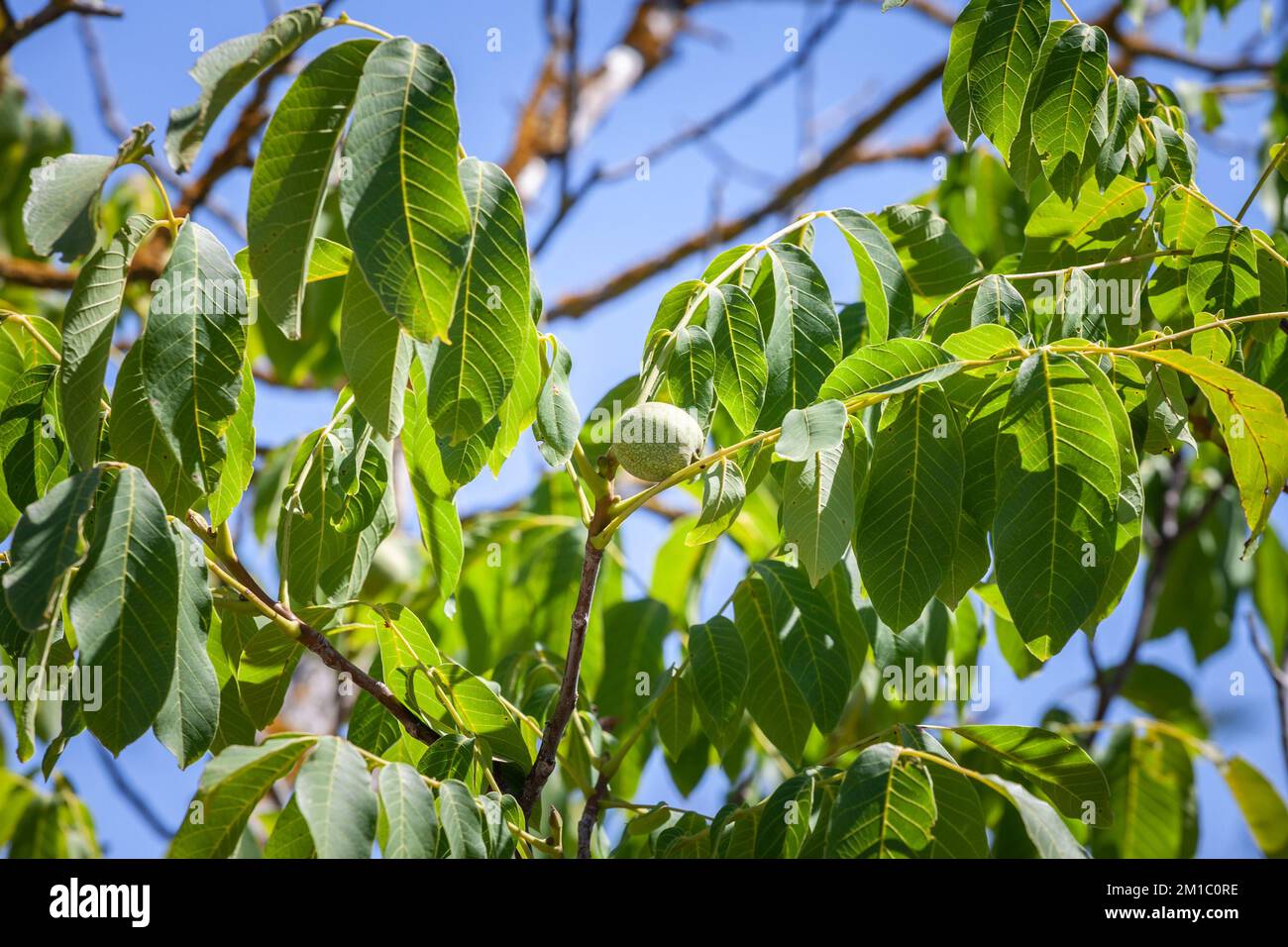 Bild einer unreifen grünen Walnuss auf einem Baum. Juglans regia, die ...