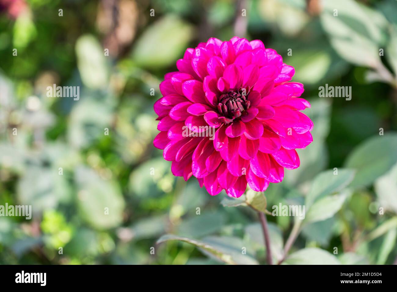 Purple flame -Fotos und -Bildmaterial in hoher Auflösung – Alamy