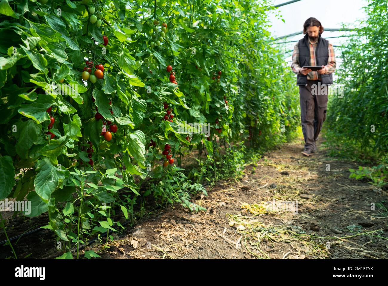 Faszinierend Tomaten Gewachshaus Holz Bilder