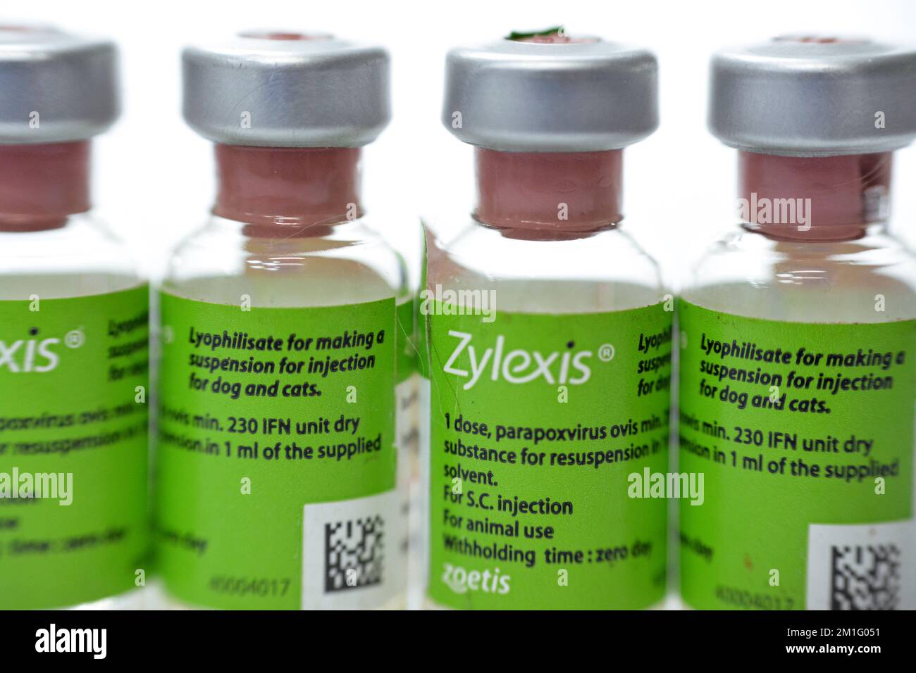 Kairo, Ägypten, Dezember 8 2022: Zylexis-Impfstoff zur Vorbeugung und Behandlung von ...