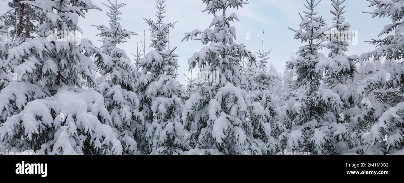Tannen mit schnee bedeckt -Fotos und -Bildmaterial in hoher Auflösung ...