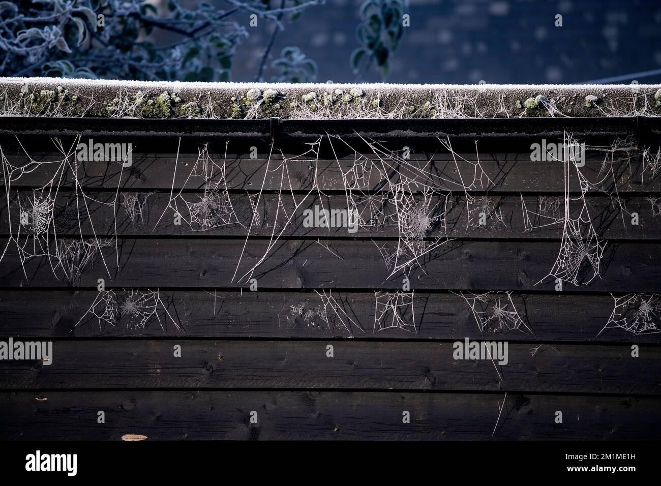 Ein Kaltstart. Winter Frost auf Spiders Webs in Fotografen Thaxted ...