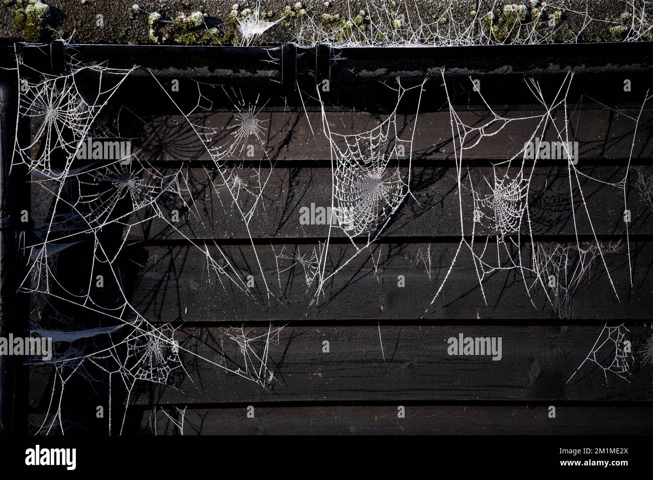 Ein Kaltstart. Winter Frost auf Spiders Webs in Fotografen Thaxted ...