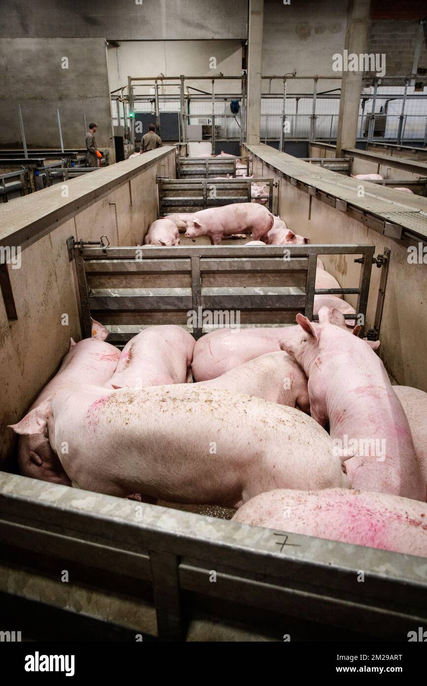 Das Bild zeigt eine Pressekonferenz des Schlachthauses ...