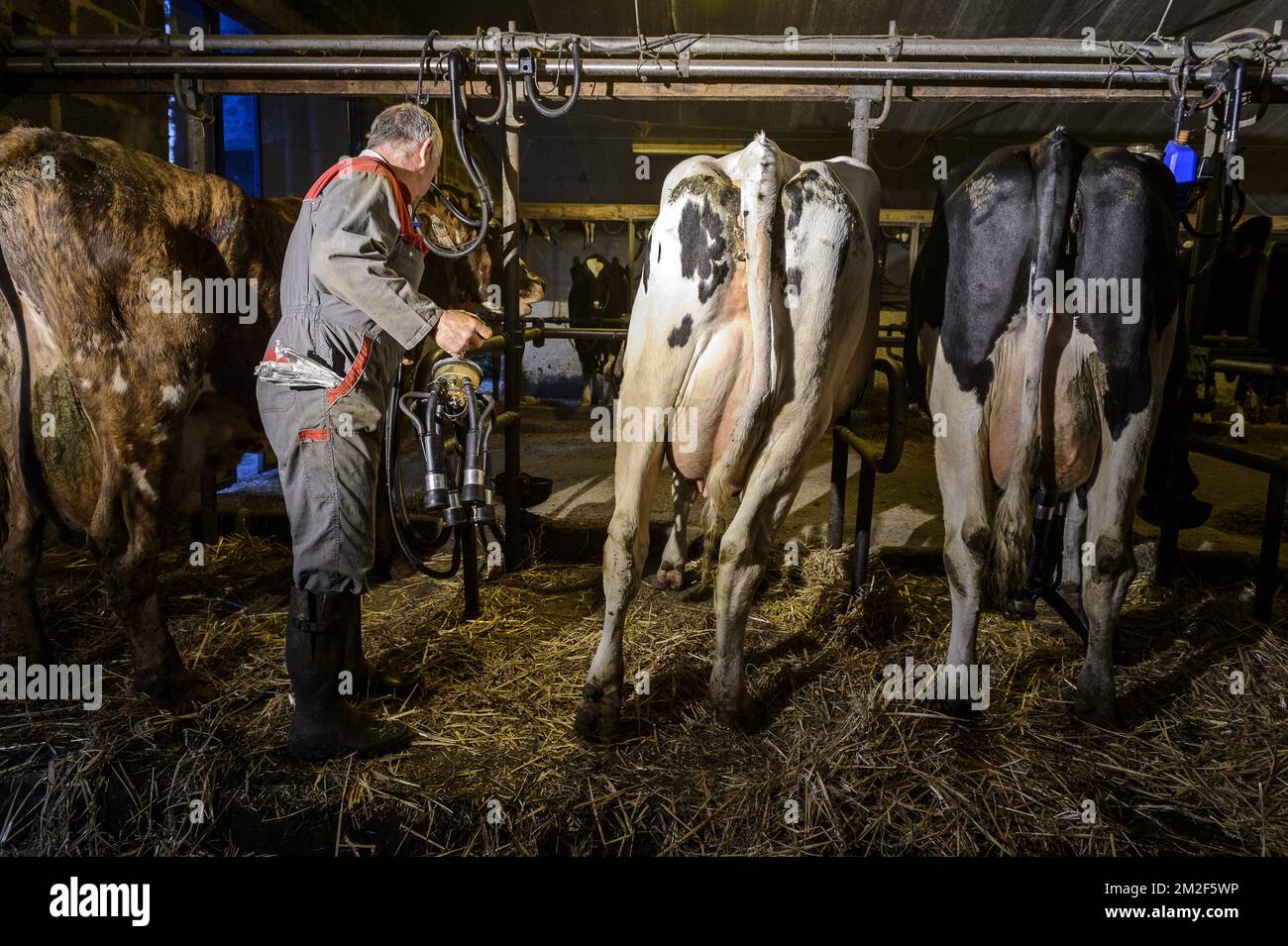 Ein Bauer melkt seine Kühe zweimal täglich in seinem Stall. Kühe sind ...