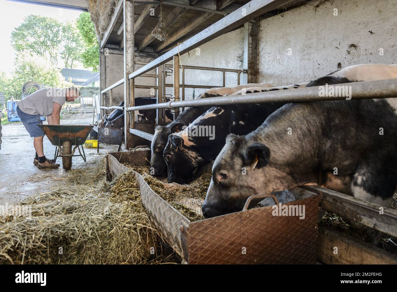 Kühe, die ihr Futter im Stall essen. Der Bauer füttert die Kühe ...