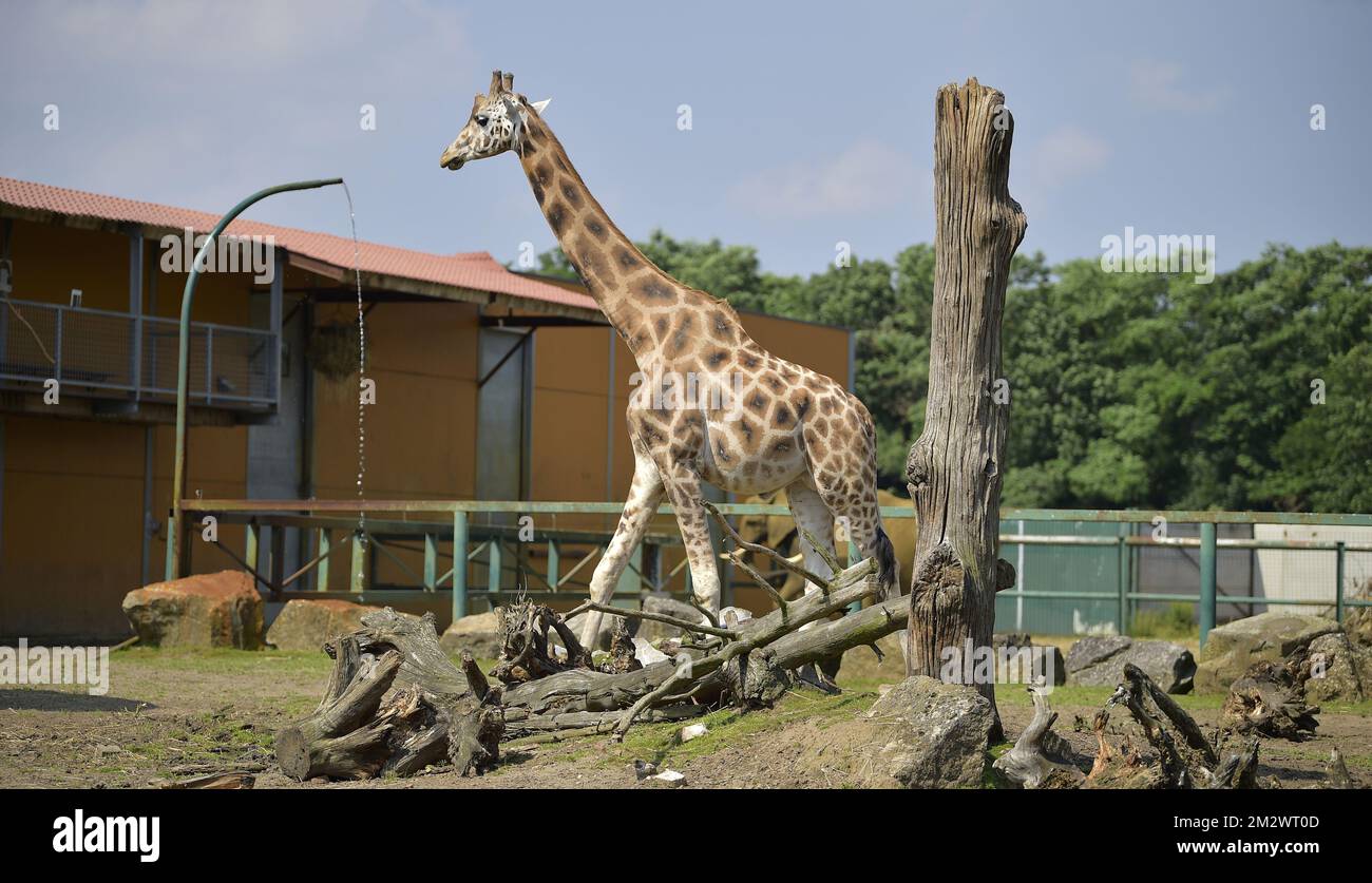 Die Abbildung zeigt eine Giraffe während der Eröffnung des Pakawi Park ...