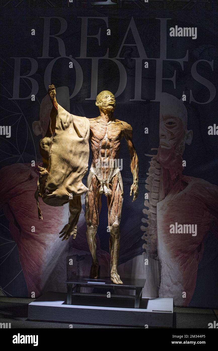 Die Abbildung zeigt die Ausstellung „Real Bodies“ zur menschlichen ...