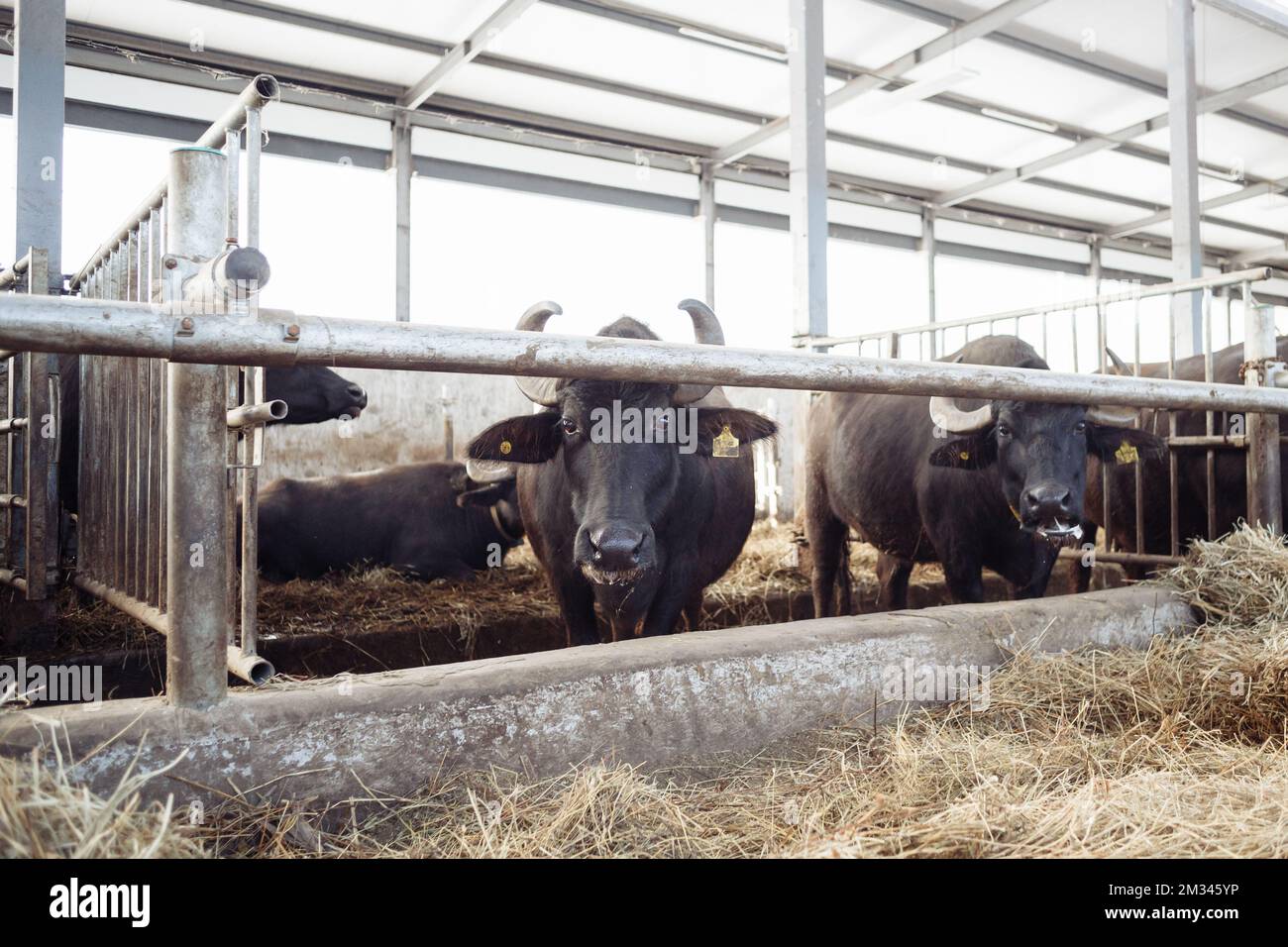 Die Büffel im Knast haben sich den Kopf ausgestreckt, um zu grasen ...