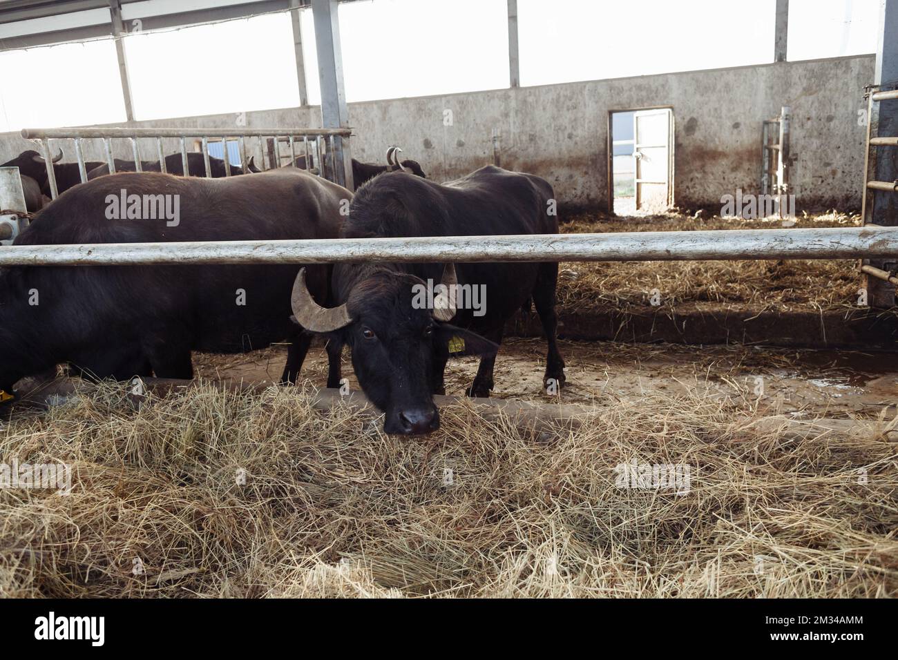 Die Büffel im Knast haben sich den Kopf ausgestreckt, um zu grasen ...