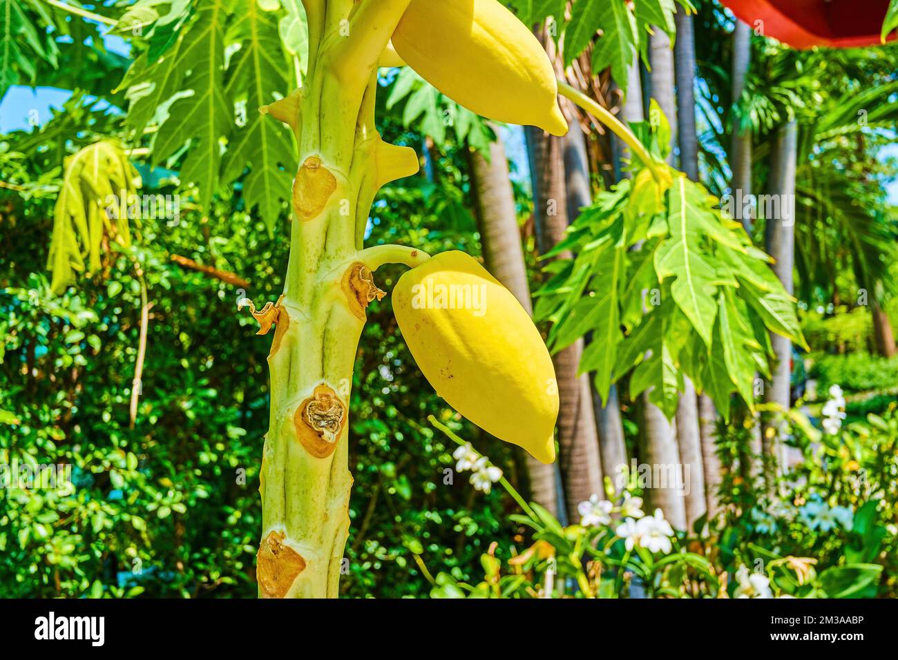 Exotic garden thailand -Fotos und -Bildmaterial in hoher Auflösung – Alamy