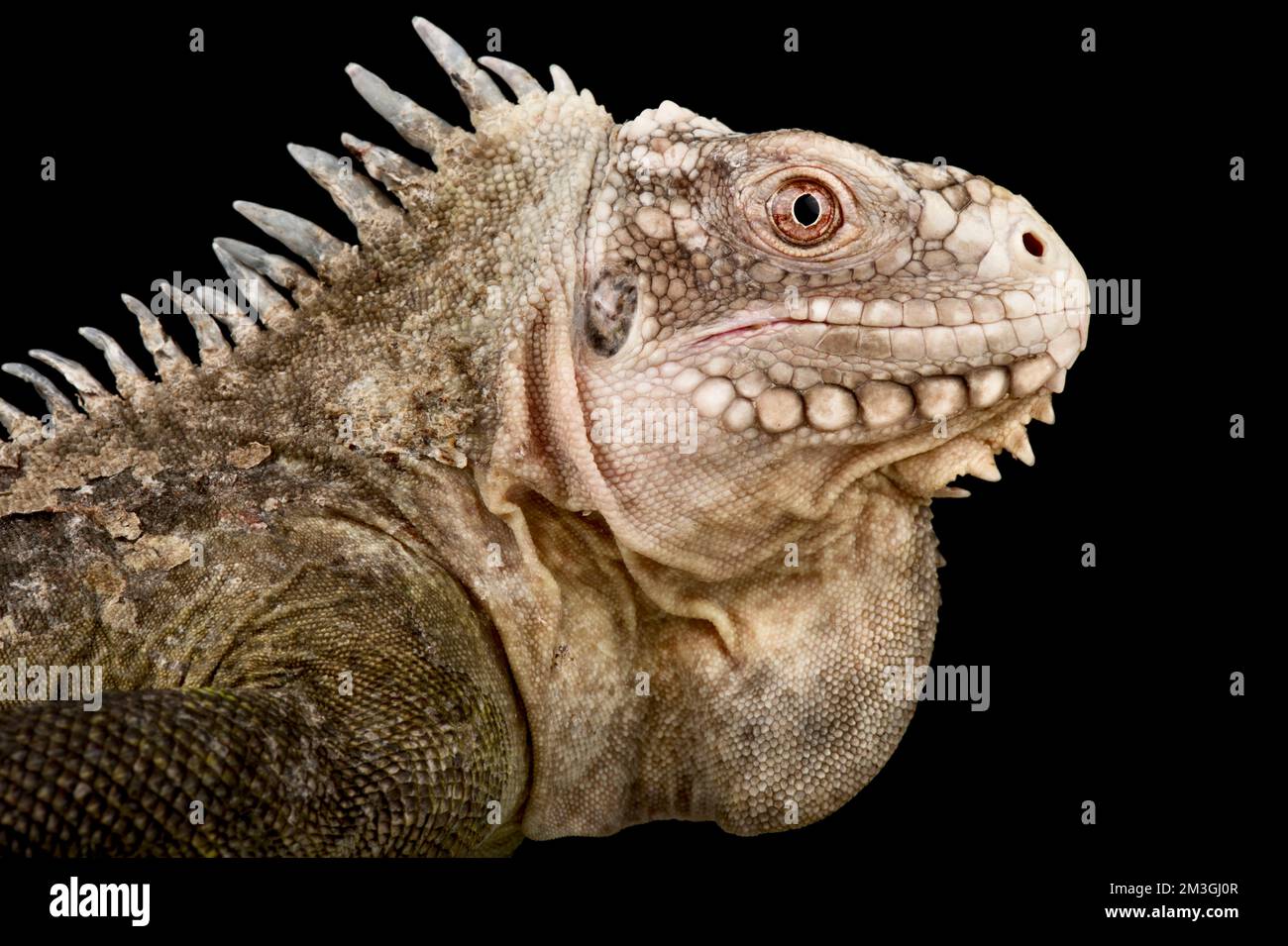 Kleiner antillenleguan -Fotos und -Bildmaterial in hoher Auflösung – Alamy