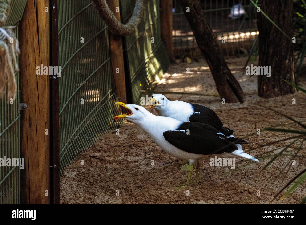 Ein Paar Kelp Gulls (Larus dominicanus) ruft mit offenem Schnabel in ...