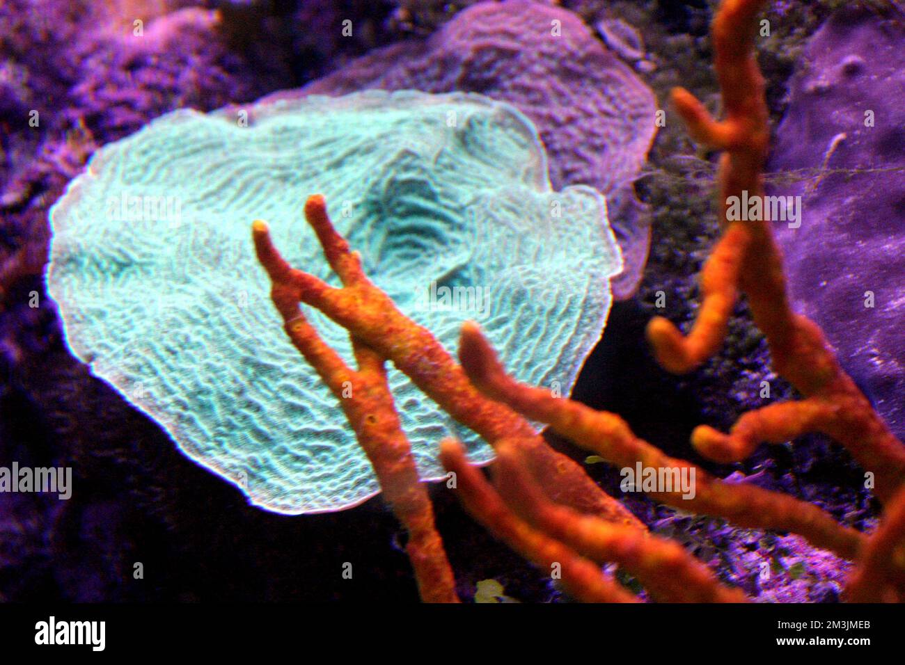 Das Coral Reef Aquarium zeigt die Artenvielfalt der bunten Unterwassergärten der mexikanischen ...