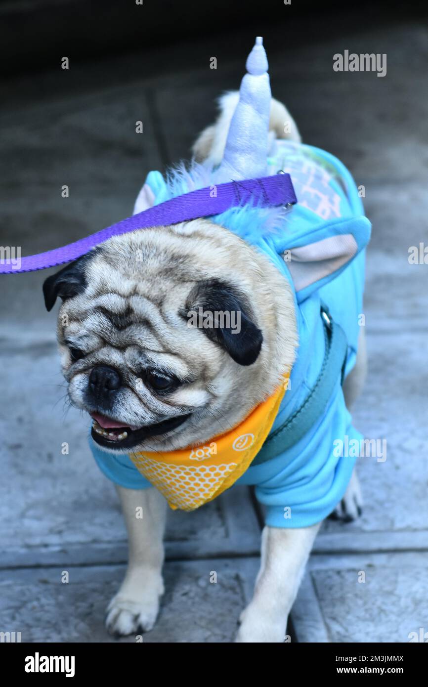 Als einhorn verkleidet -Fotos und -Bildmaterial in hoher Auflösung – Alamy