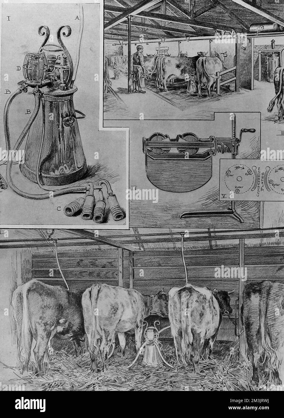 Melkerin beim melken -Fotos und -Bildmaterial in hoher Auflösung – Alamy