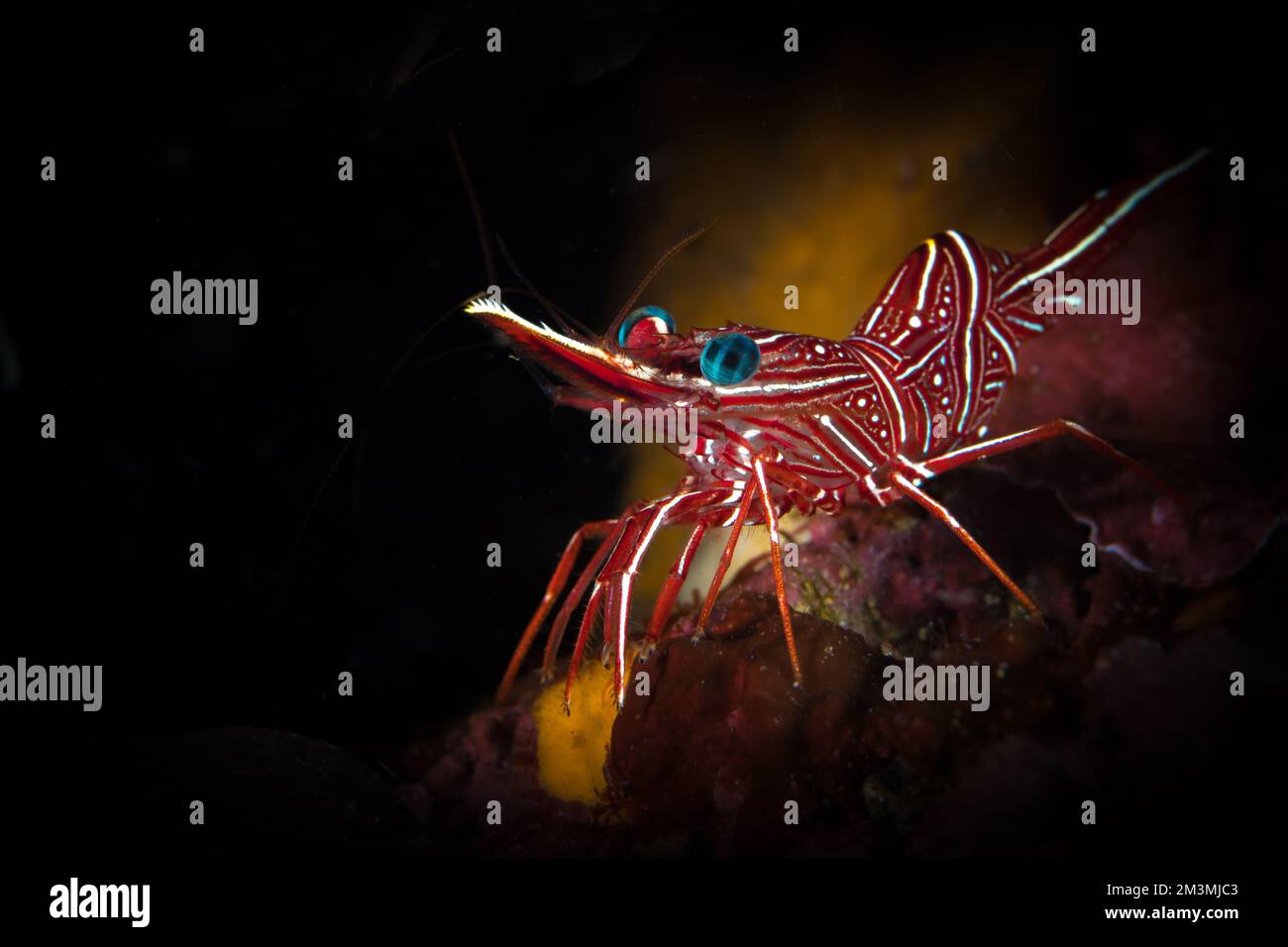 Garnelen und anemonen -Fotos und -Bildmaterial in hoher Auflösung – Alamy