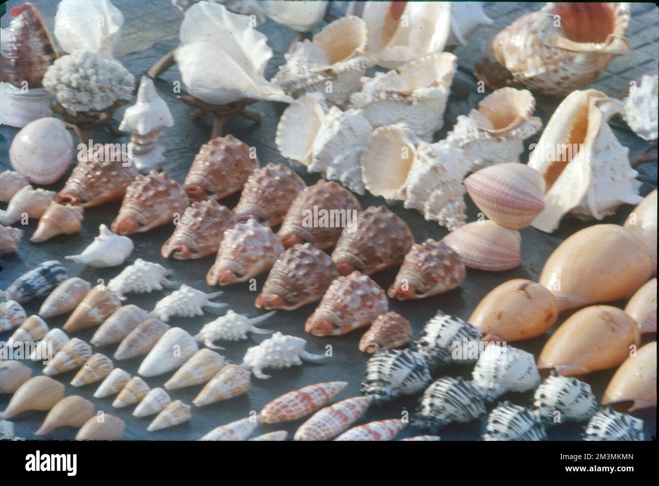 Meeresmuscheln, die Strandmenschen vertraut sind und daher am ...