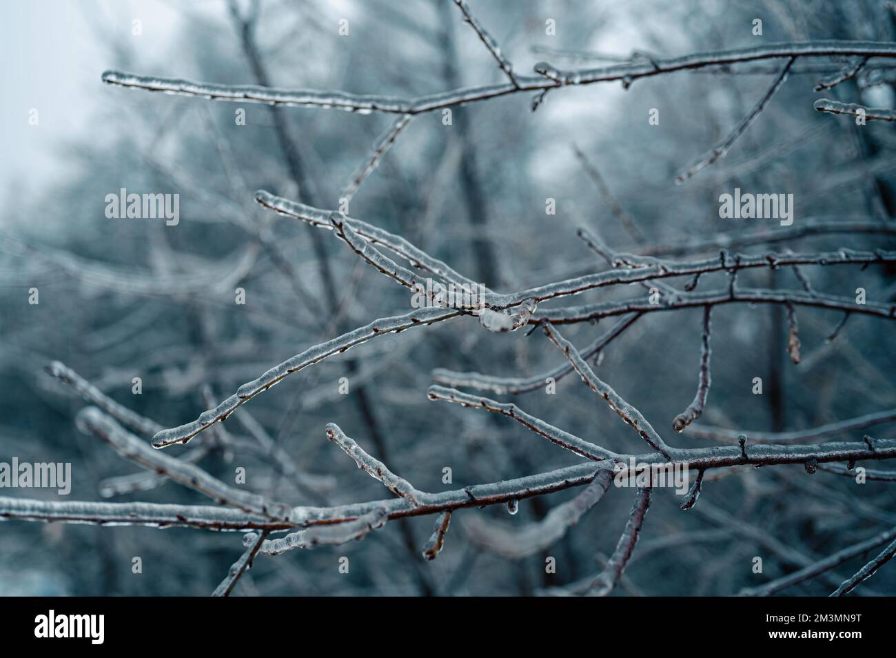 Eisiger Regen im Winter. Eiszapfen auf Zweigen, die durch eisigen Regen ...