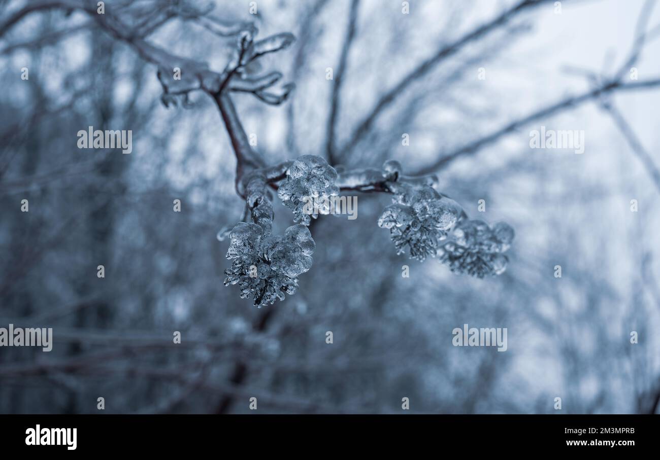 Eisiger Regen im Winter. Eiszapfen auf Zweigen, die durch eisigen Regen ...