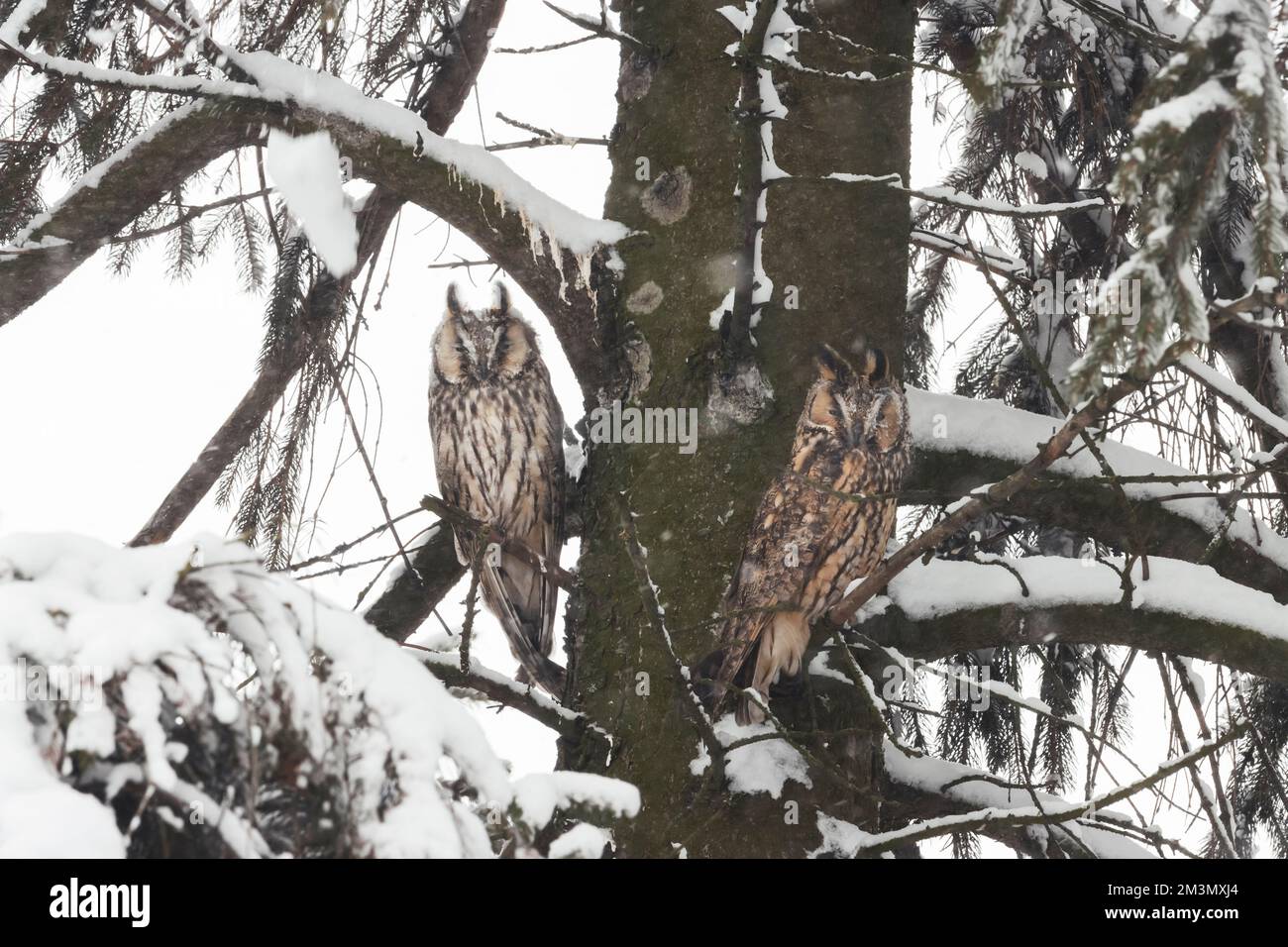 Zwei schleiereulen sitzen -Fotos und -Bildmaterial in hoher Auflösung – Alamy