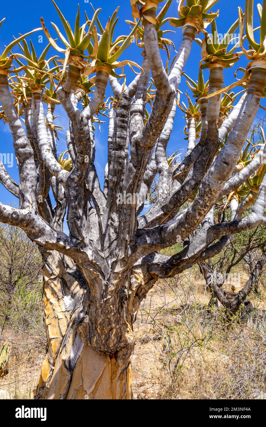 Die Natur Namibias. Verschiedene Arten von Bäumen und Sträuchern in ...