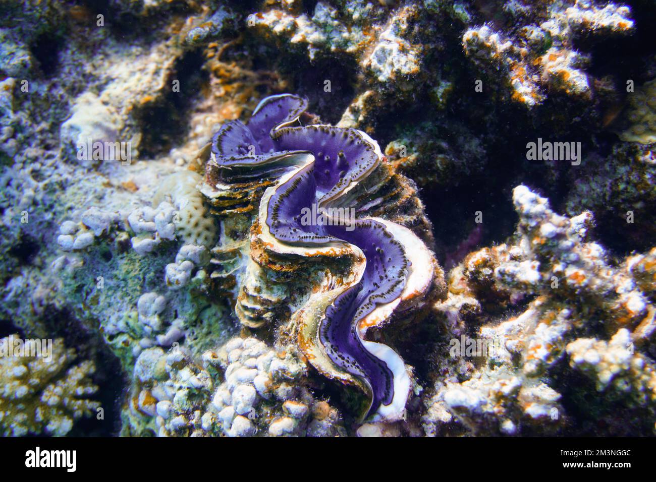 Rote muscheln -Fotos und -Bildmaterial in hoher Auflösung - Seite 2 - Alamy