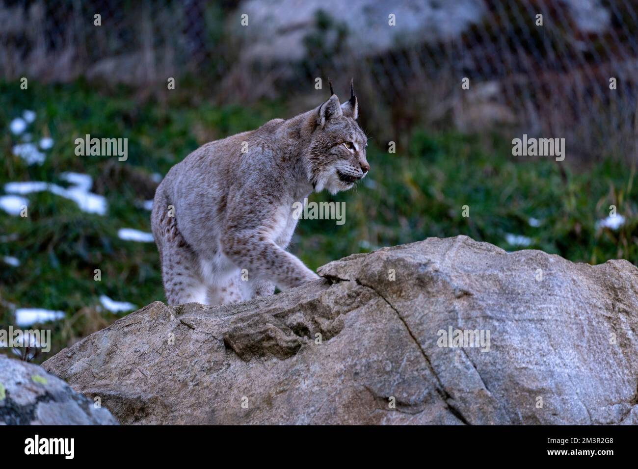 Linx iberisch -Fotos und -Bildmaterial in hoher Auflösung – Alamy