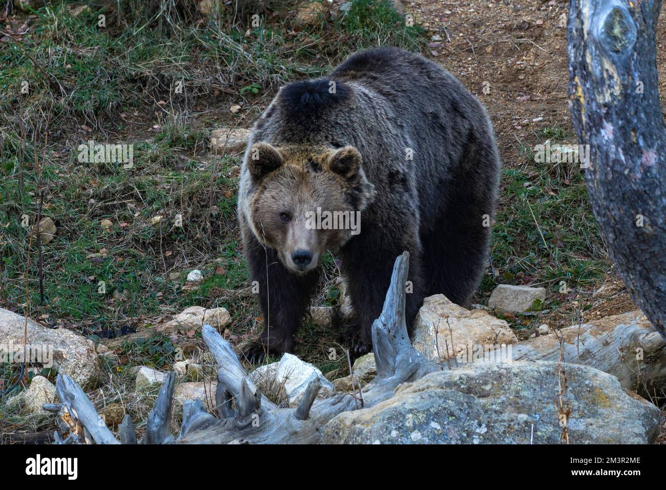 Os bru -Fotos und -Bildmaterial in hoher Auflösung – Alamy
