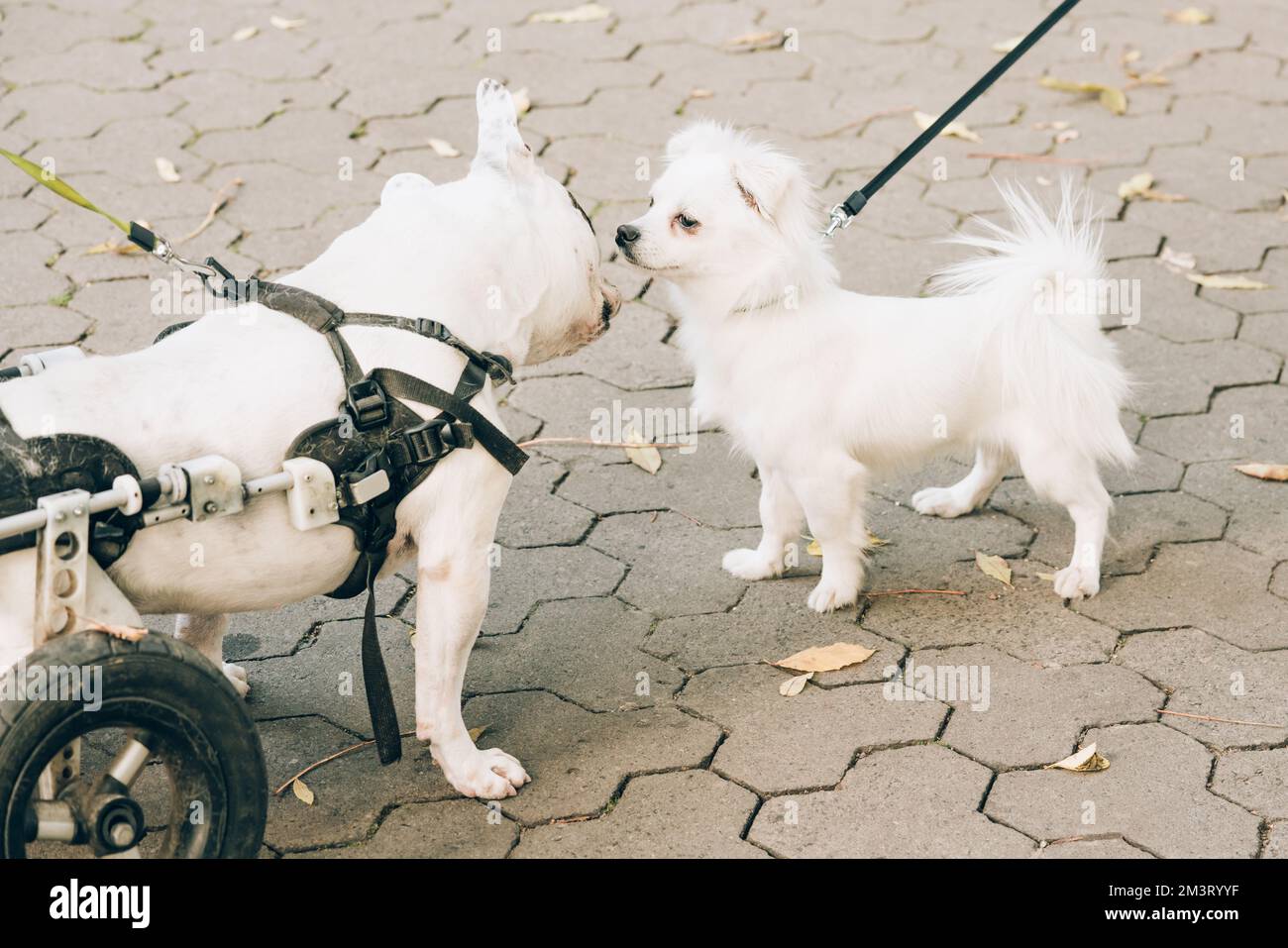 Mobilitätsprobleme des Hundes. Behinderte gelähmte französische ...