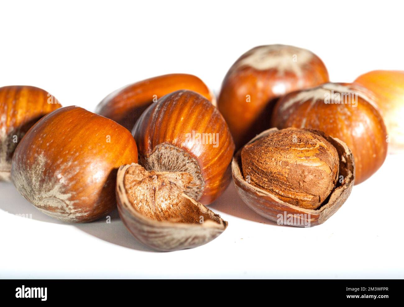Haselnussbraune sonne -Fotos und -Bildmaterial in hoher Auflösung – Alamy