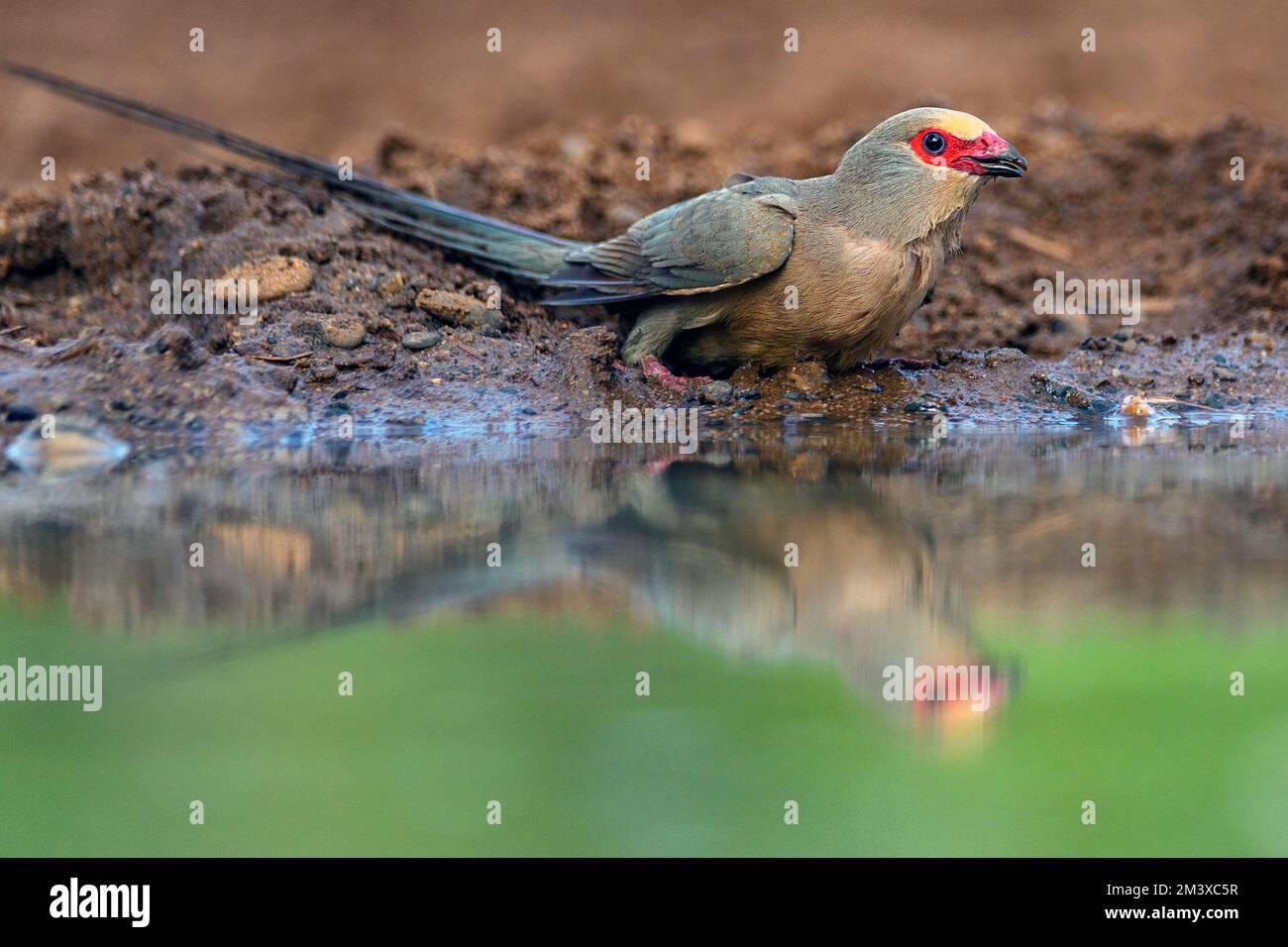 Urocolius indicus -Fotos und -Bildmaterial in hoher Auflösung – Alamy