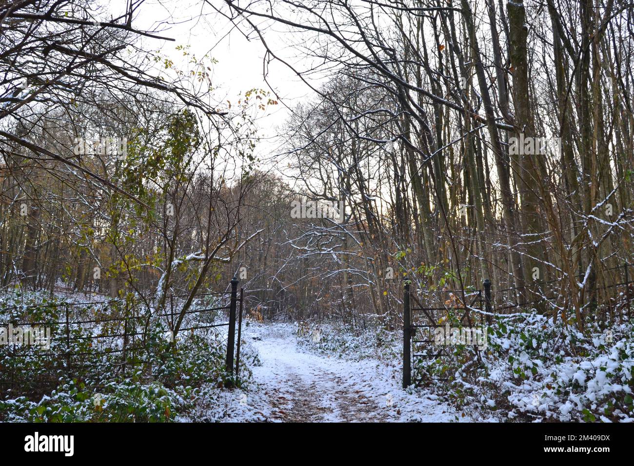 Schnee im Lullingstone Country Park, Kent, eine Woche nach dem Fall in ...