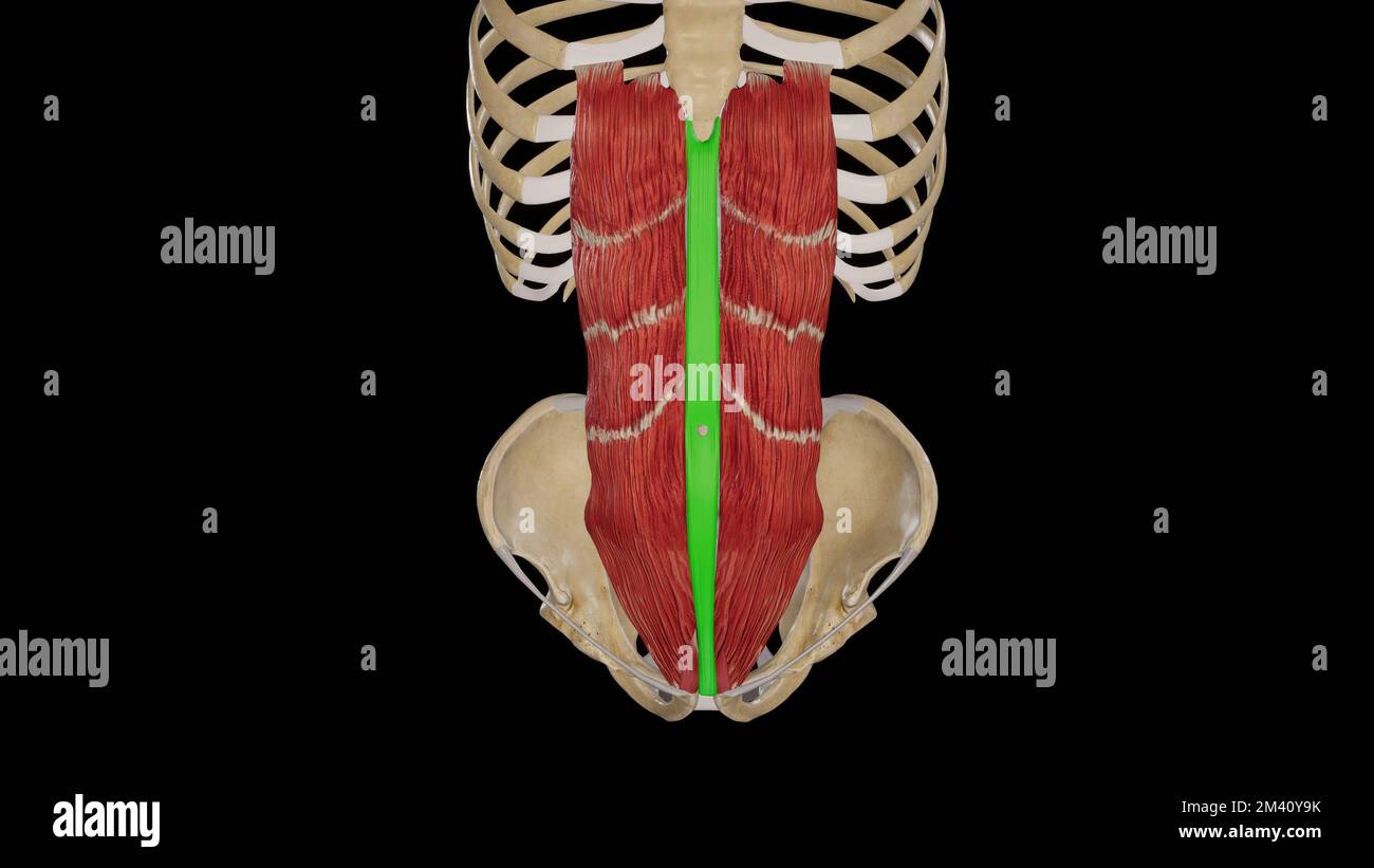Flexión muscular -Fotos und -Bildmaterial in hoher Auflösung – Alamy