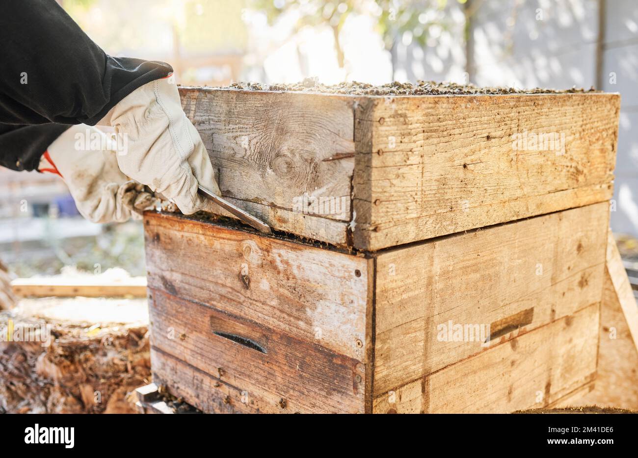 Bienenzucht, Start und Hände einer Person mit Box für Nachhaltigkeit ...