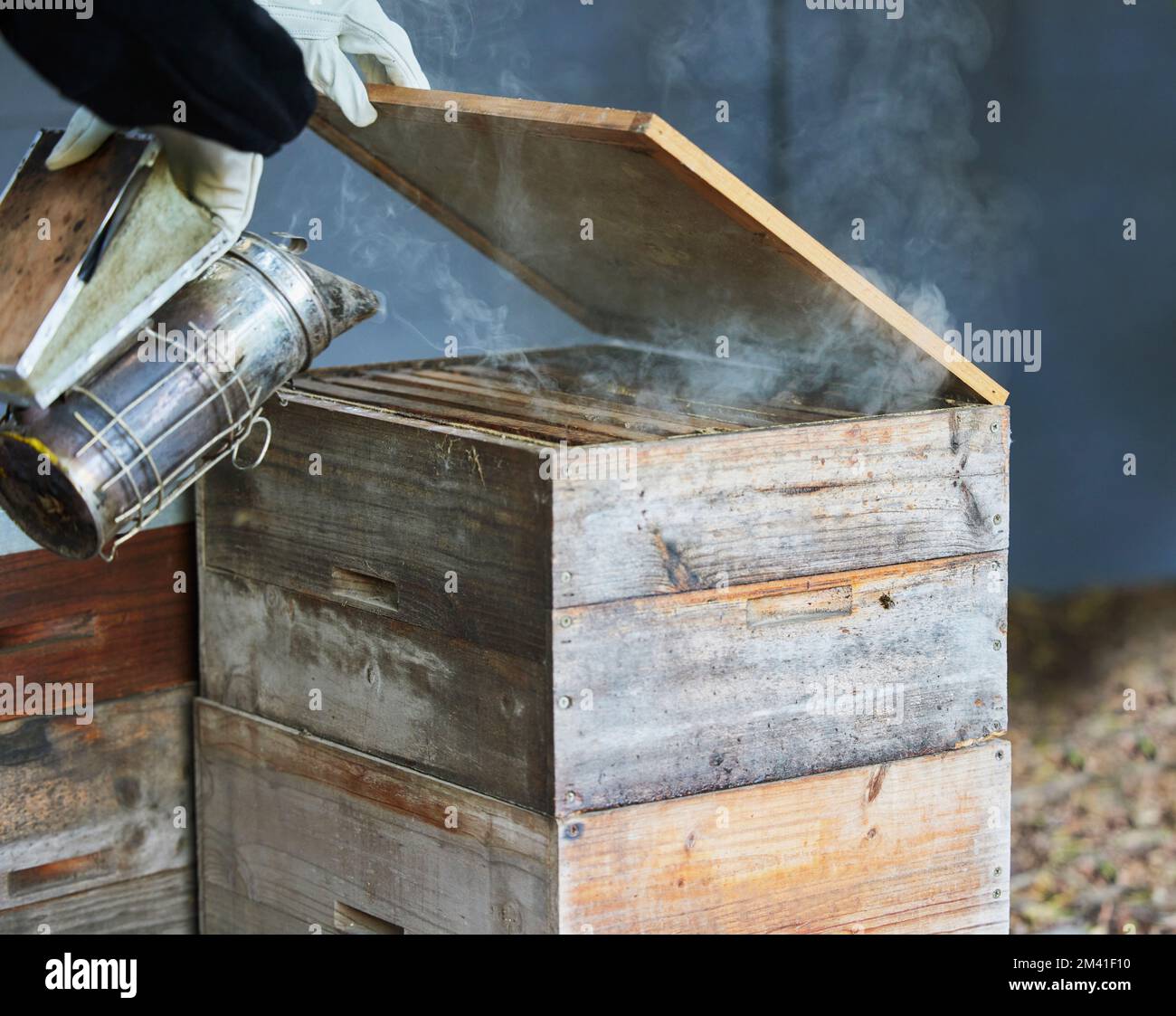 Raucher, Kiste und Hände von Imkern auf dem Bauernhof, um sich zu ...